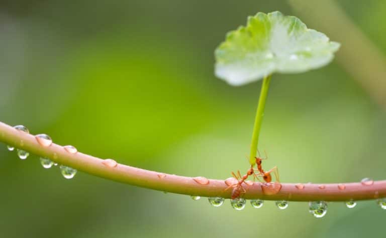 Why Do Insects Come Out After a Rain? (+ Interesting Facts)