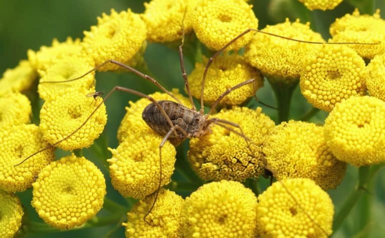 8 Legged Insects: Do Insects With 8 Legs Exist? (+ Examples)