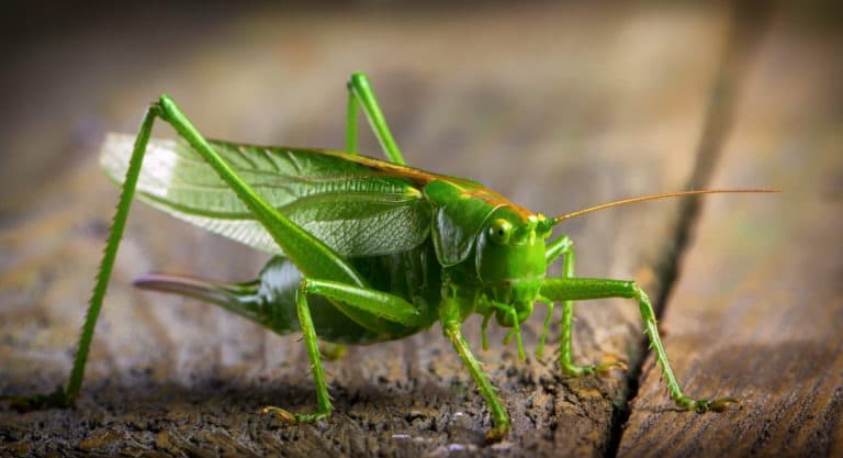 Insects vs. Arthropods: What Is the Difference? (9 Points)