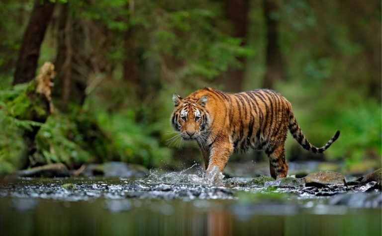 Tigers and Fear: What Are Tigers Afraid Of? (+ Vital Facts)