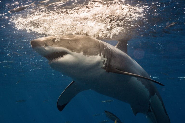 Sharks When the Titanic Sank: Were There? (+ Vital Facts)