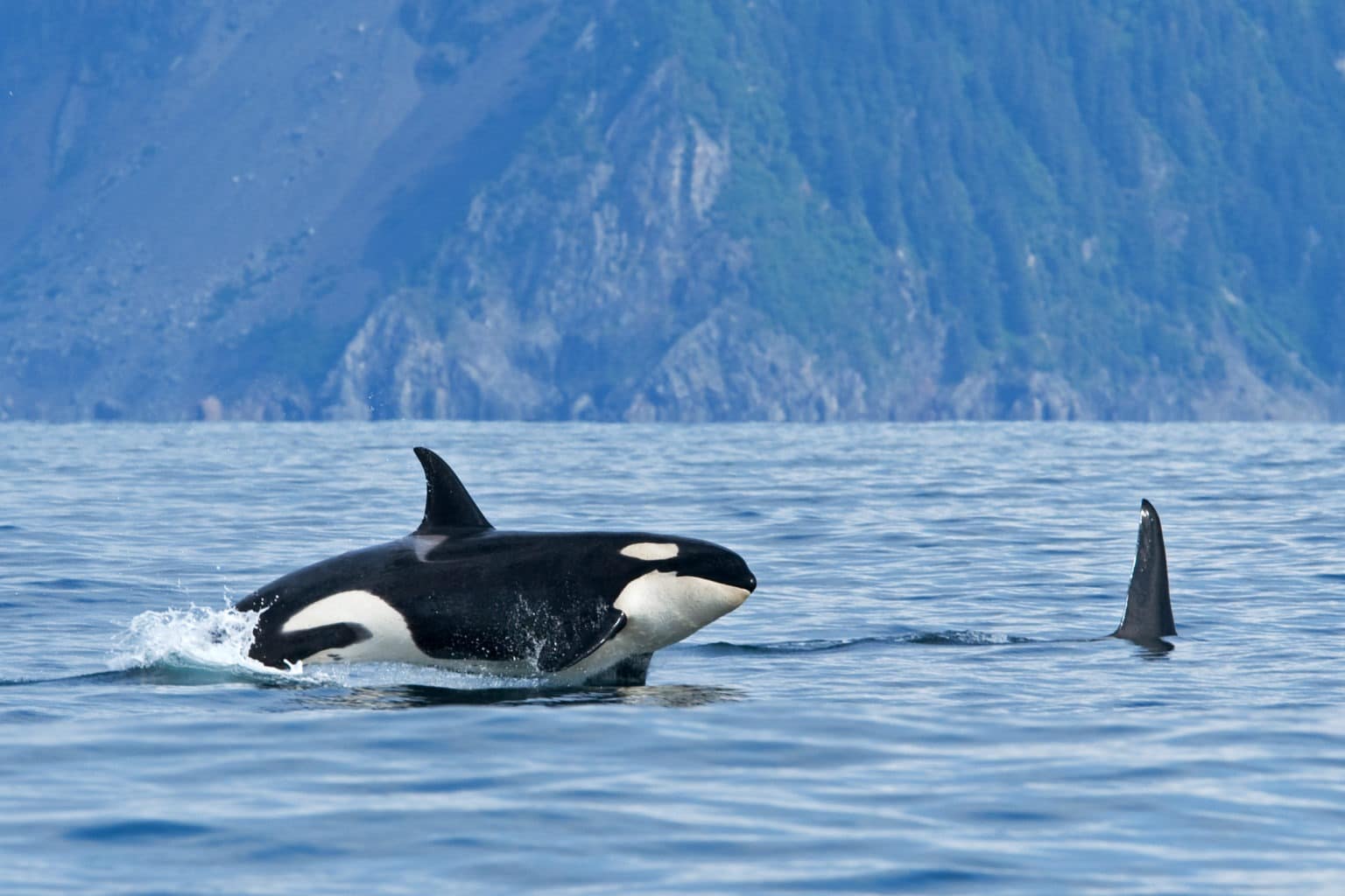 Orca Killer Whale vs. Great White Shark: Who Wins?