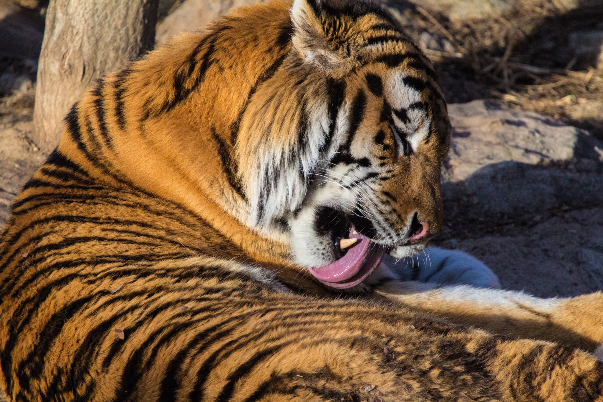 Tiger Licks Your Skin Off: Possible? (+ Vital Facts)